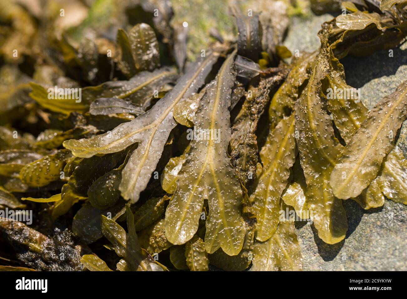 Bladder rack hi-res stock photography and images - Alamy