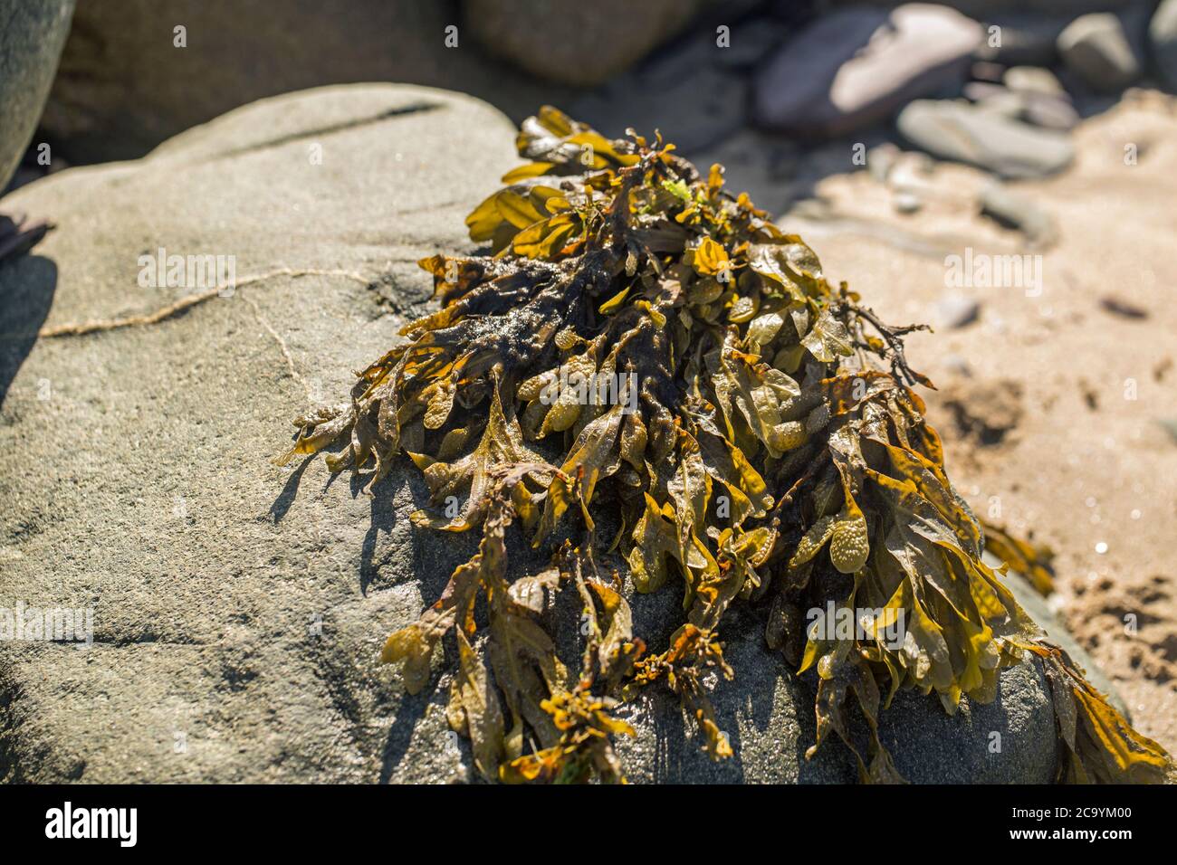 Bladder rack hi-res stock photography and images - Alamy