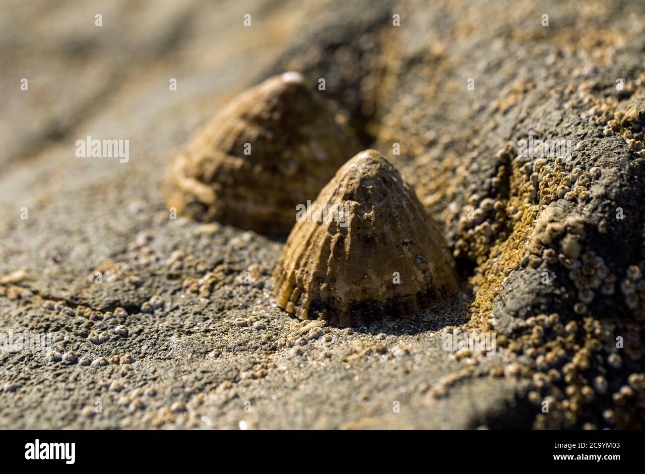 Limpets on stones hi-res stock photography and images - Alamy
