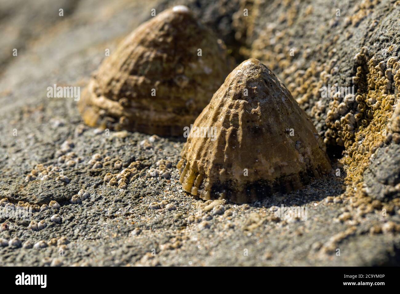 Limpets on rocks hi-res stock photography and images - Alamy