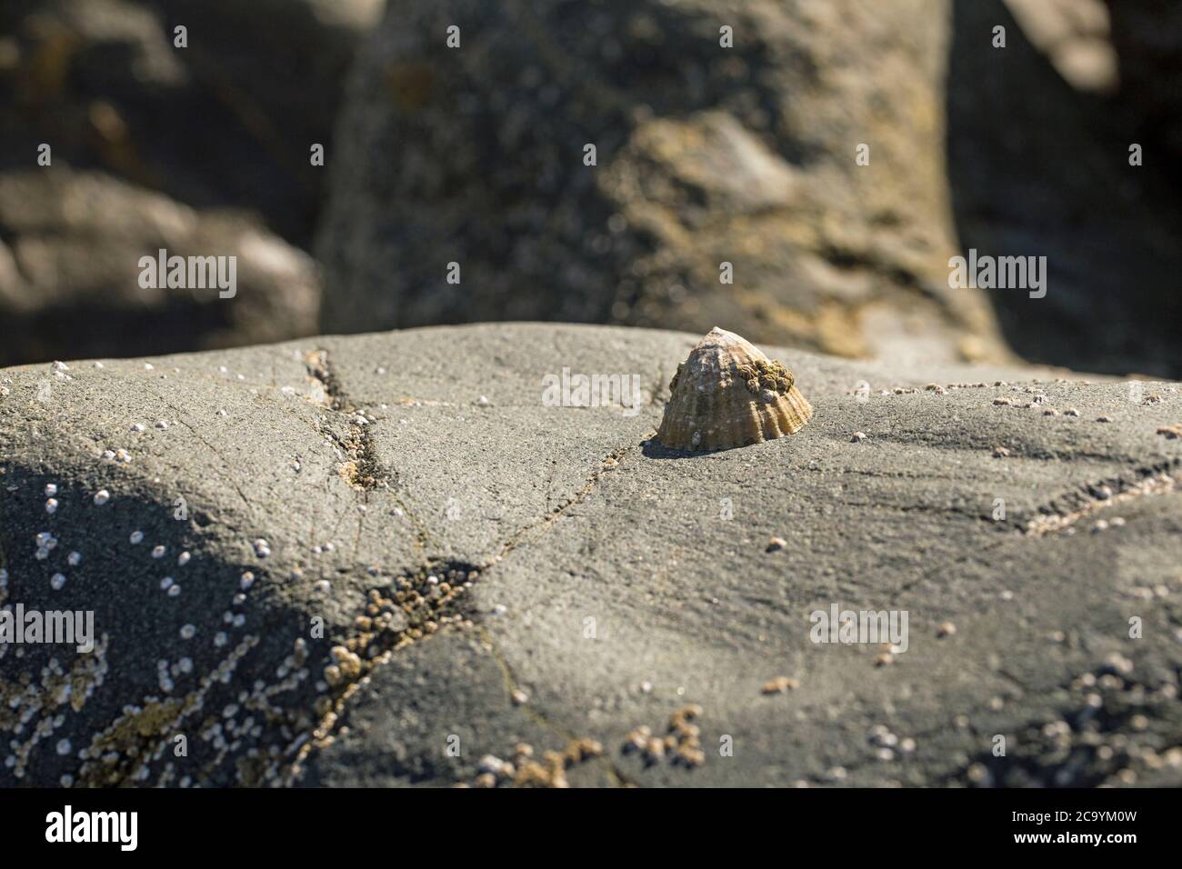 Limpets on stones hi-res stock photography and images - Alamy