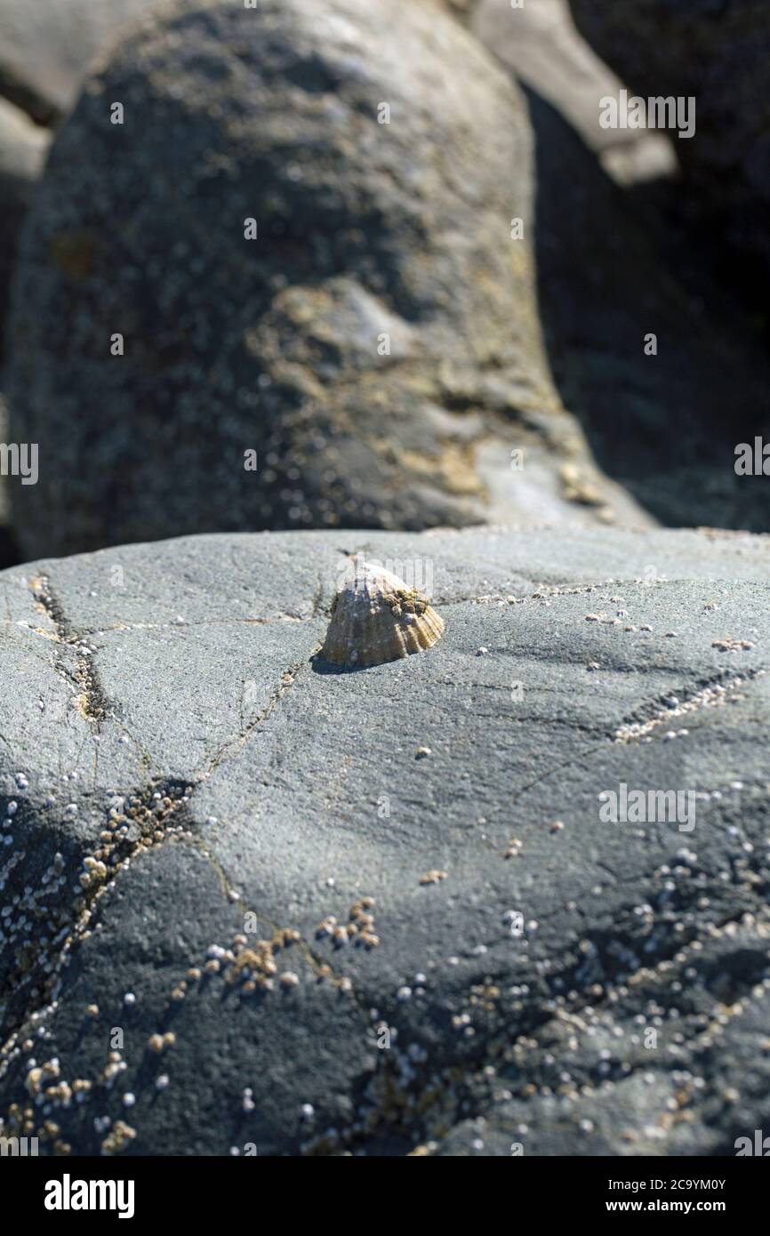 Limpets on stones hi-res stock photography and images - Alamy