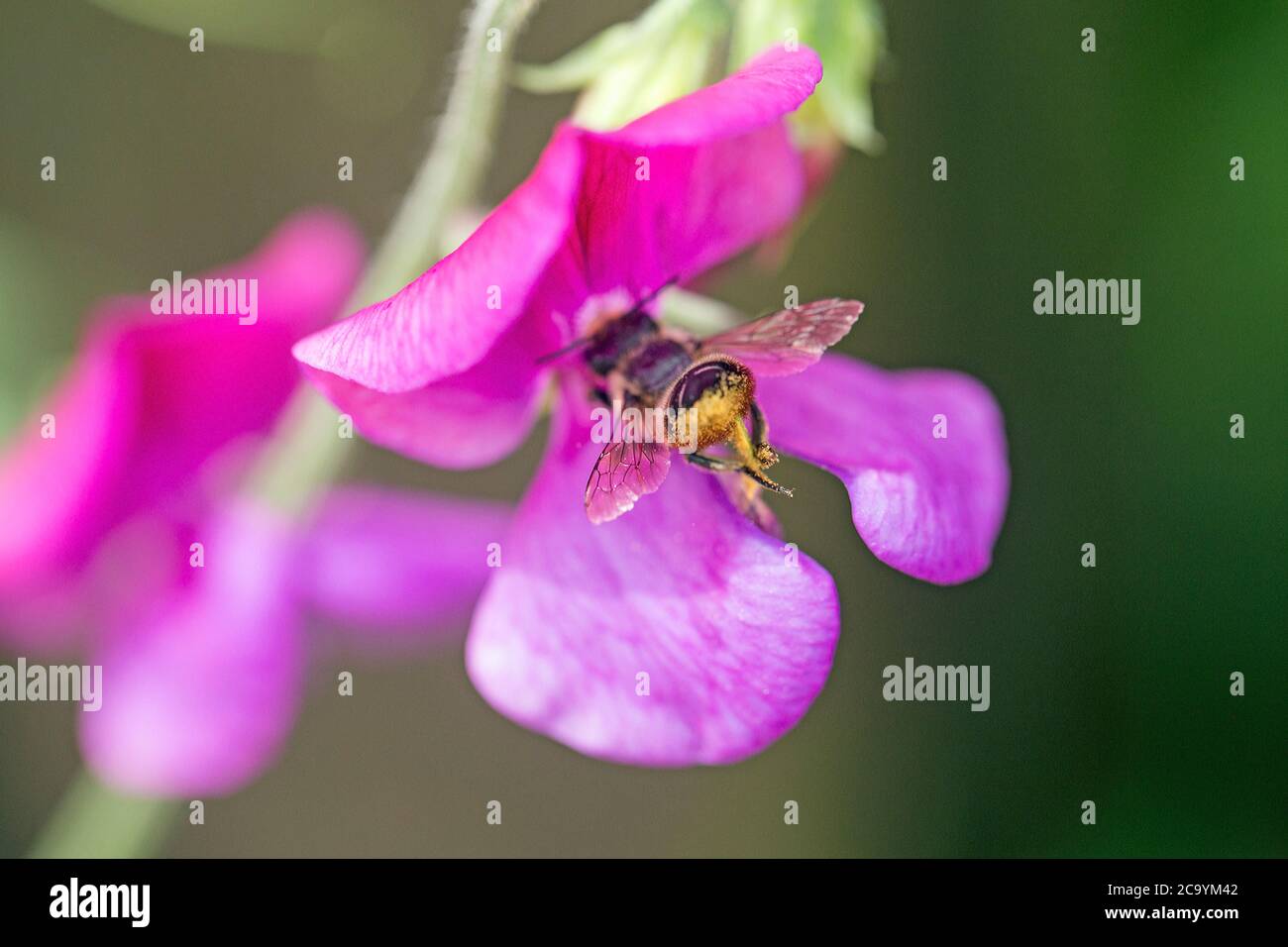 English pea flower bee hi-res stock photography and images - Alamy