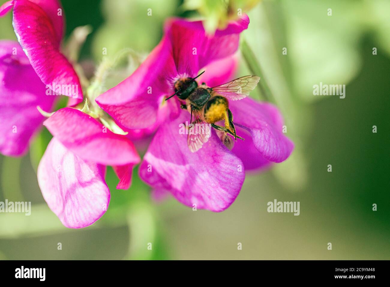 English pea flower bee hi-res stock photography and images - Alamy