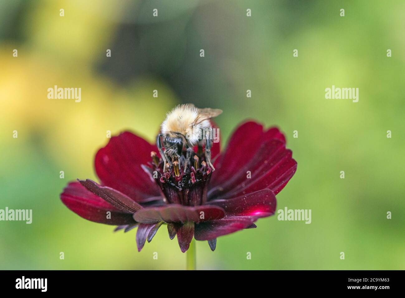 A bee visits a red flower in a Cornish garden Stock Photo - Alamy