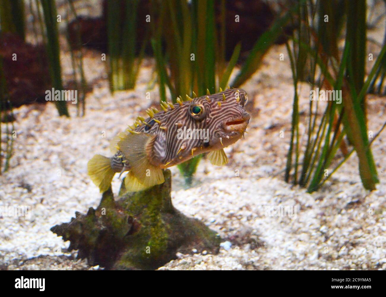 Green eyed spiny boxfish swimming along a sandy ocean floor Stock Photo ...