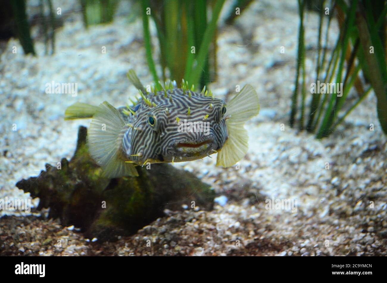 Up close face of a striped burrfish swimming underwater Stock Photo - Alamy