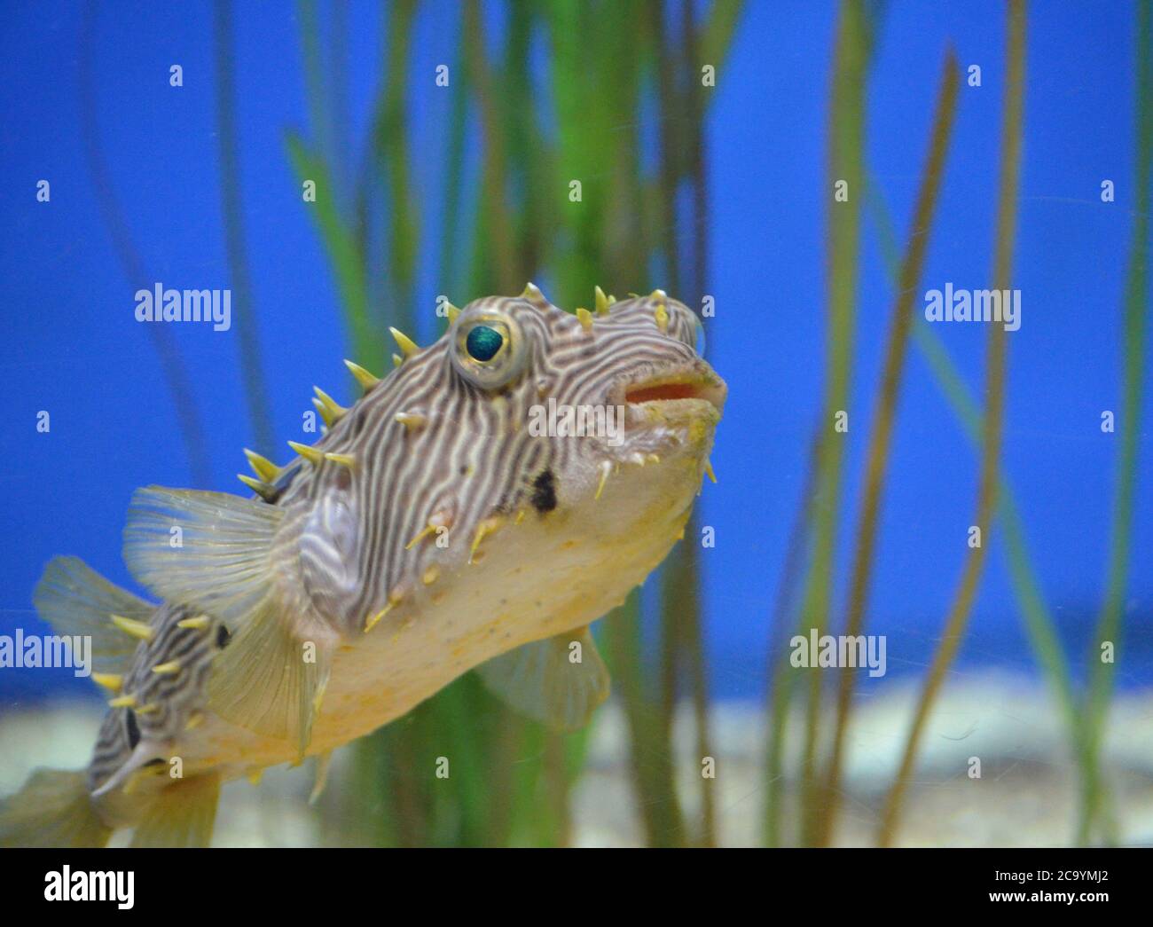 Up close look at at the spikey spines of a striped burrfish Stock Photo ...