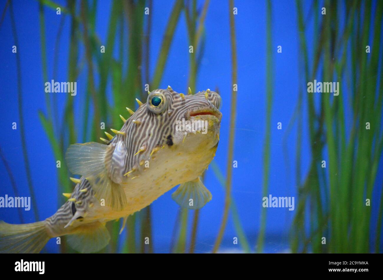 Fantastic look at a striped burrfish underwater with eel grass Stock ...