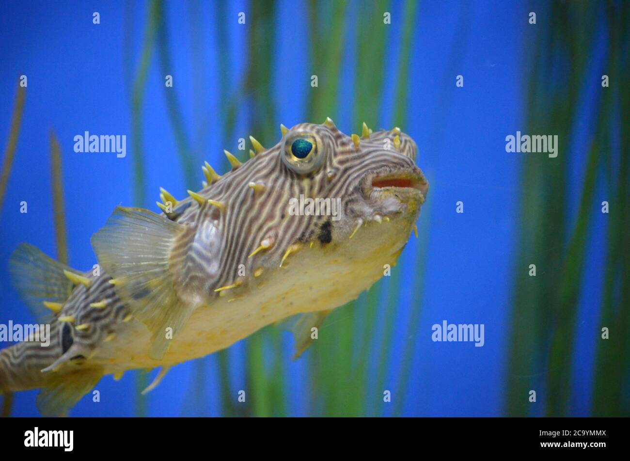 Fantastic close-up look at a fish face underwater Stock Photo - Alamy