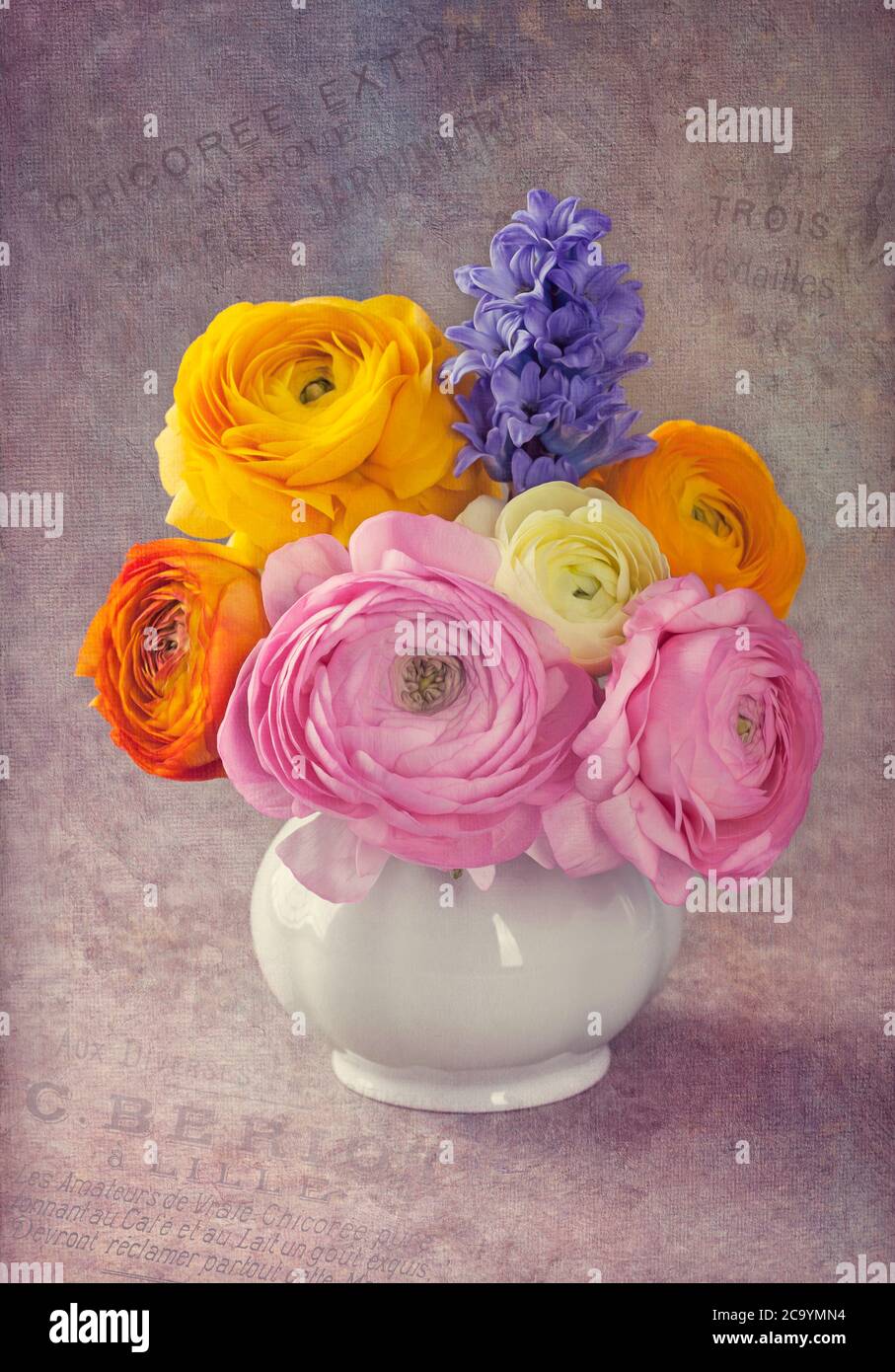 Pink and yellow ranunculus in a vase Stock Photo - Alamy