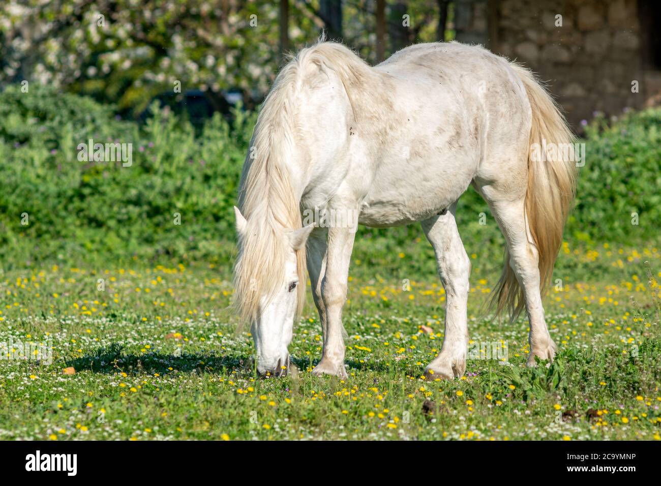 White Horse in spring in Camargue, France Stock Photo - Alamy