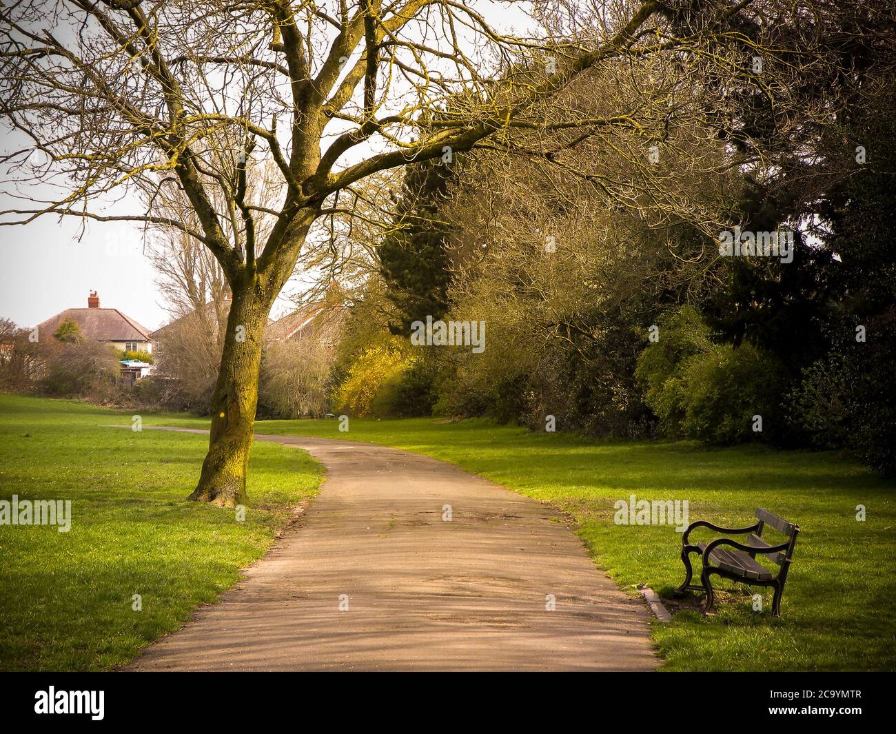 Beautiful view of a tree in an English park Stock Photo - Alamy