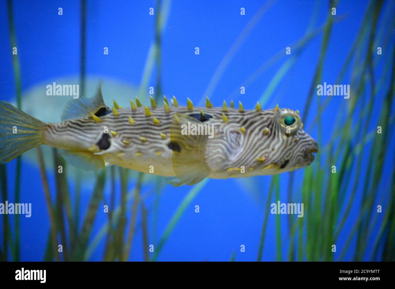 Amazing striped burrfish swimming underwater with eel grass Stock Photo ...