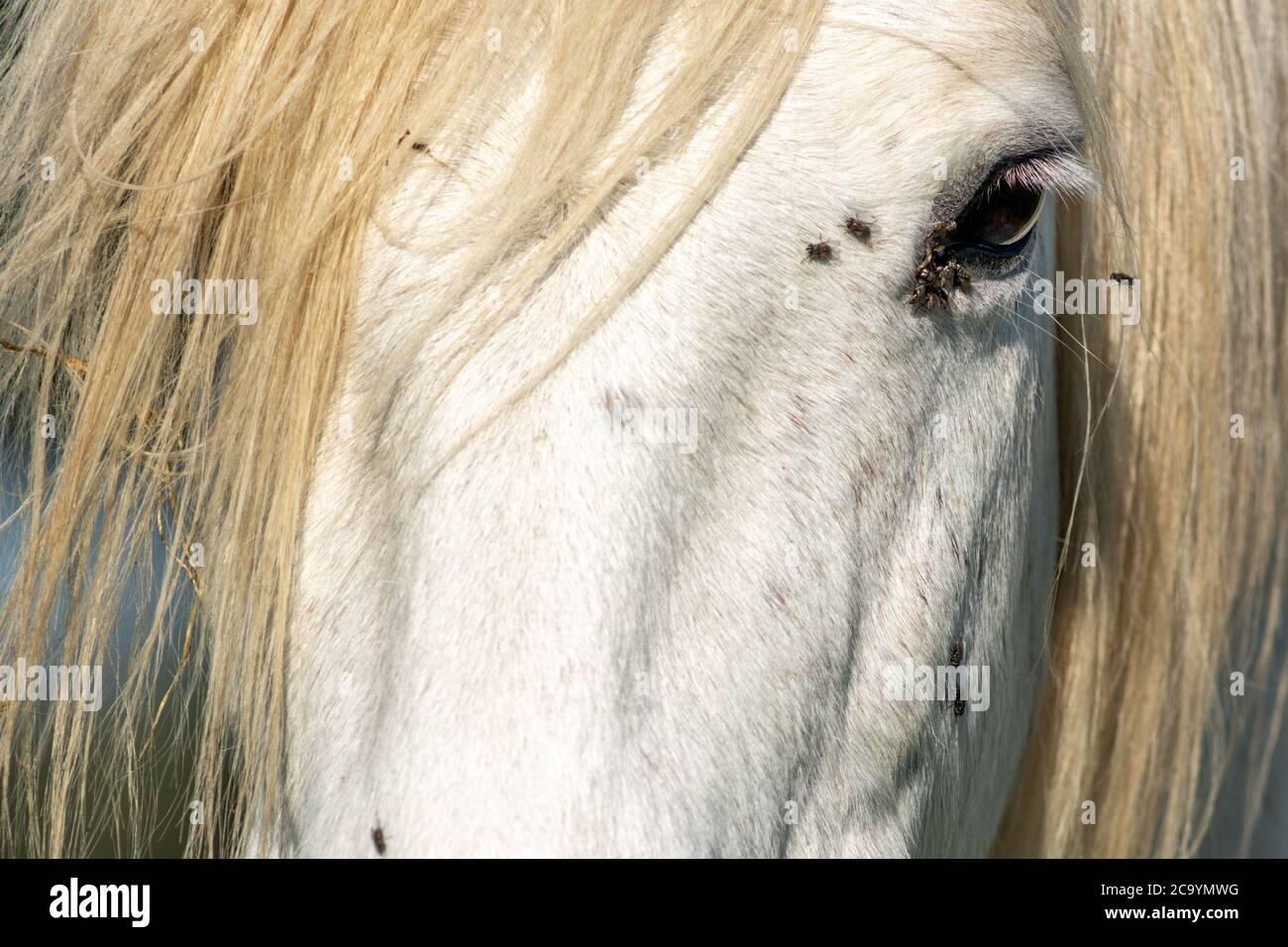White Horse in spring in Camargue, France Stock Photo - Alamy