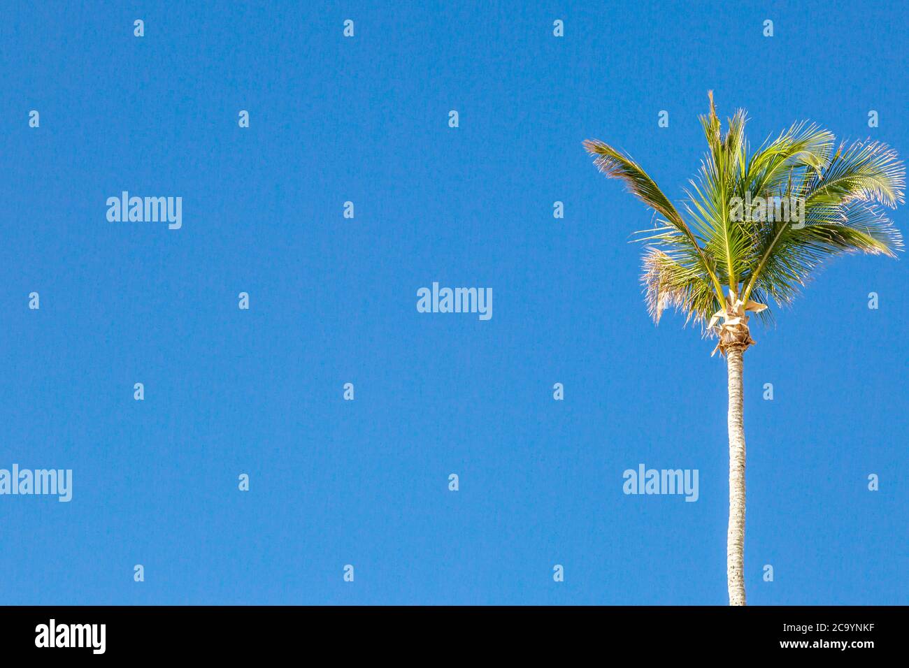 A palm tree against a clear blue sky on the island of Bermuda Stock ...