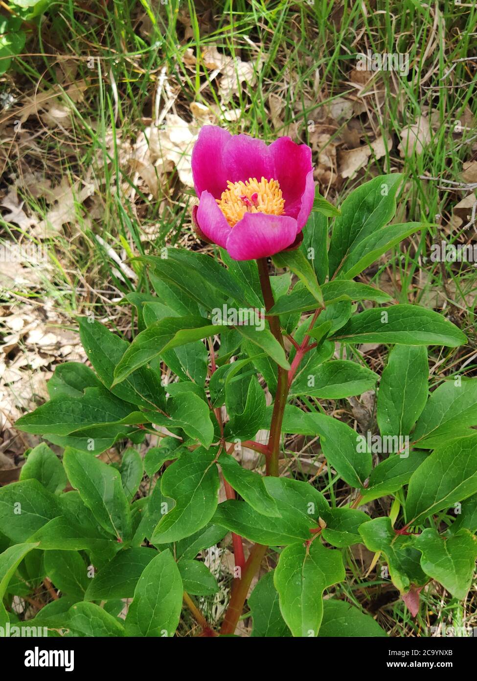 Eckhardt hi-res stock photography and images - Alamy