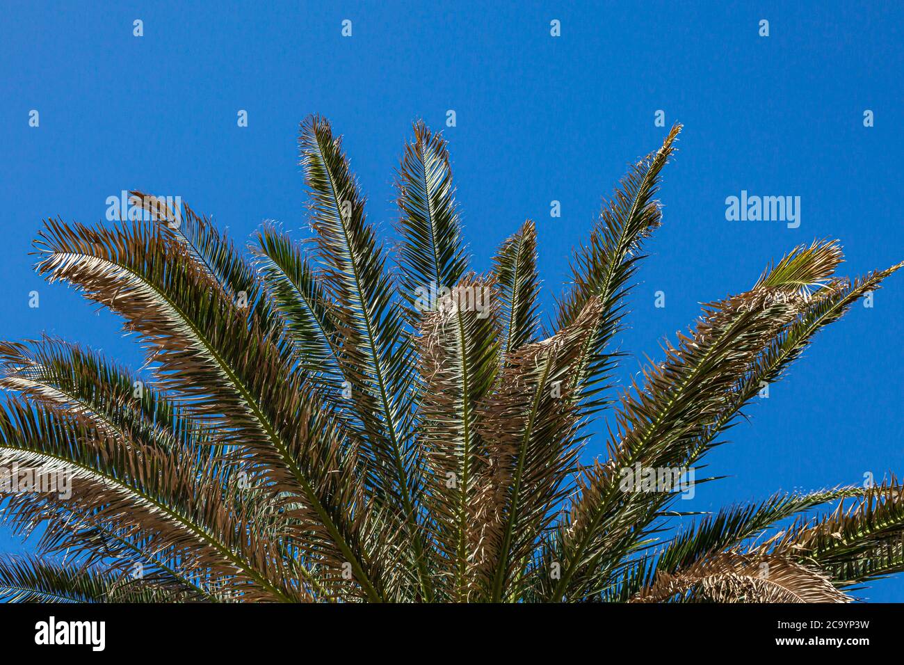 Looking up at a Palm Tree against a clear blue sky Stock Photo - Alamy