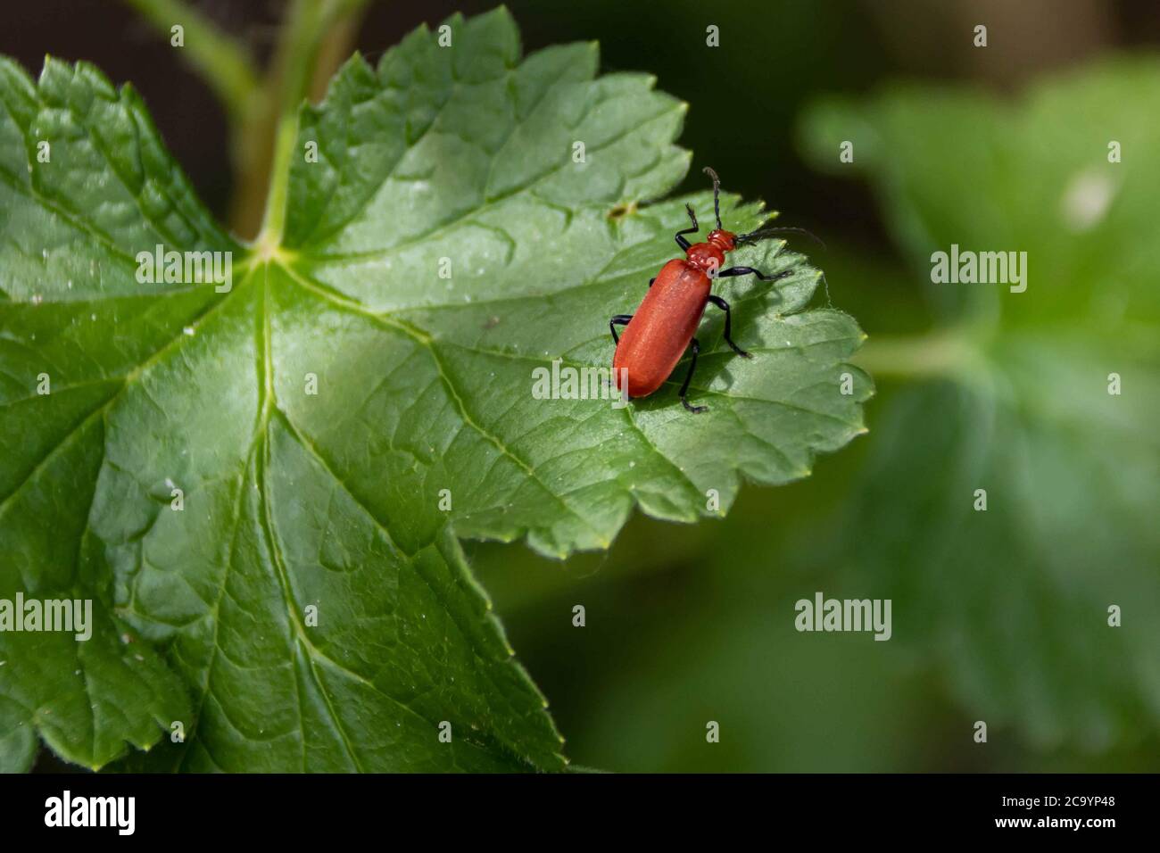 common cardinal beetle on a jostaberry leaf Stock Photo - Alamy