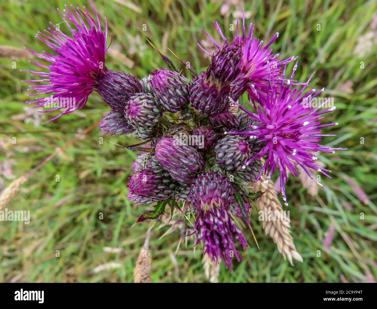 beautiful flowers of a thistle Stock Photo - Alamy