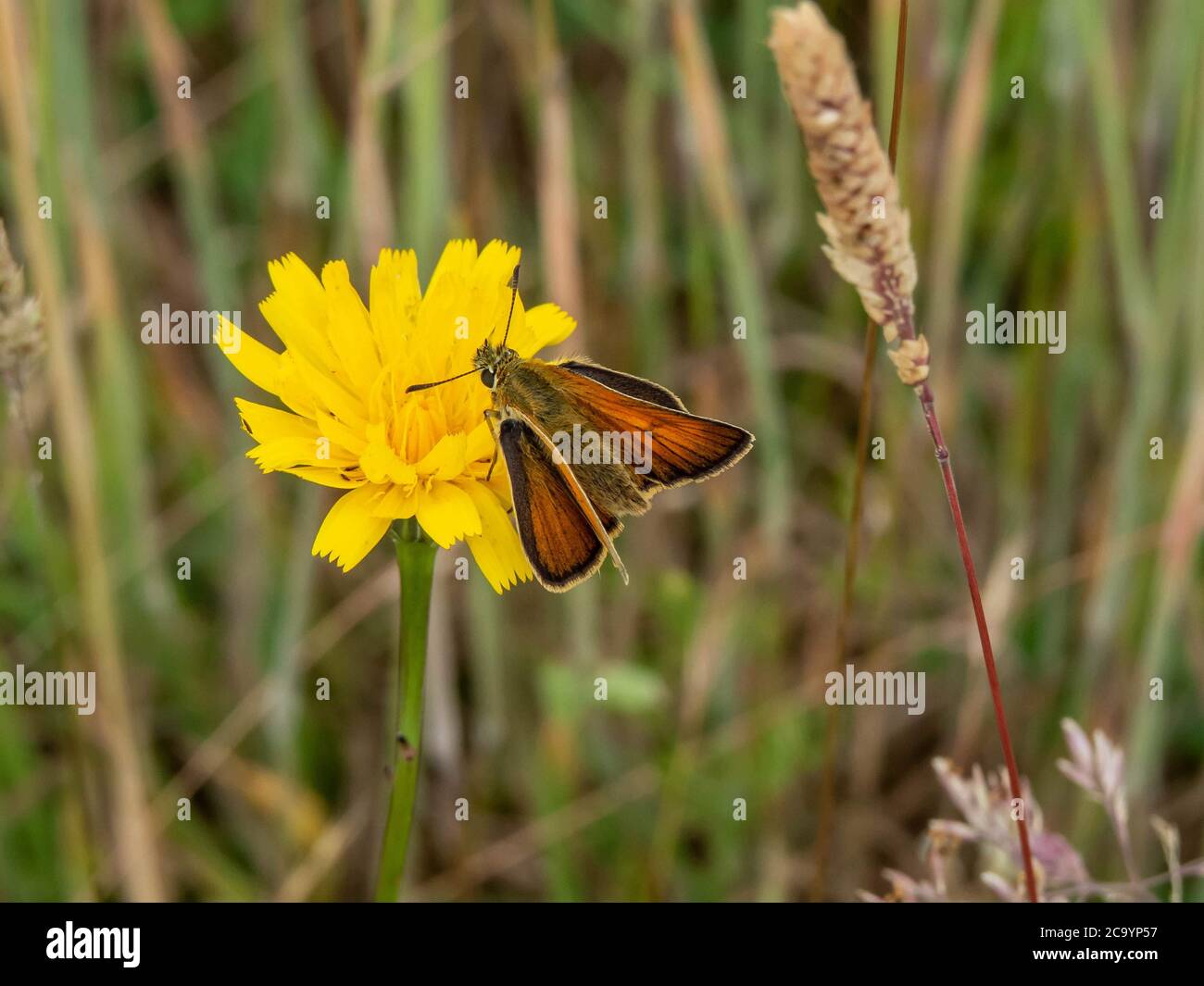 skipper butterfly collecting nectar from a dandelion Stock Photo - Alamy