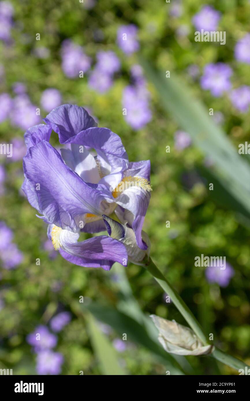 Zebra iris hi-res stock photography and images - Alamy