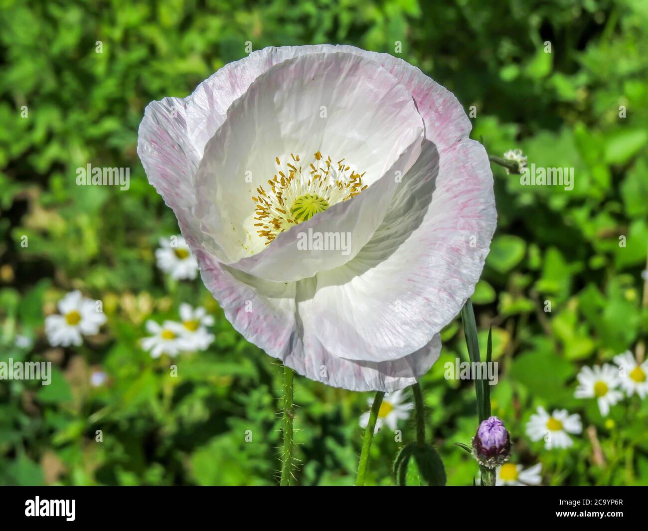 Opium poppy in full bloom hi-res stock photography and images - Alamy