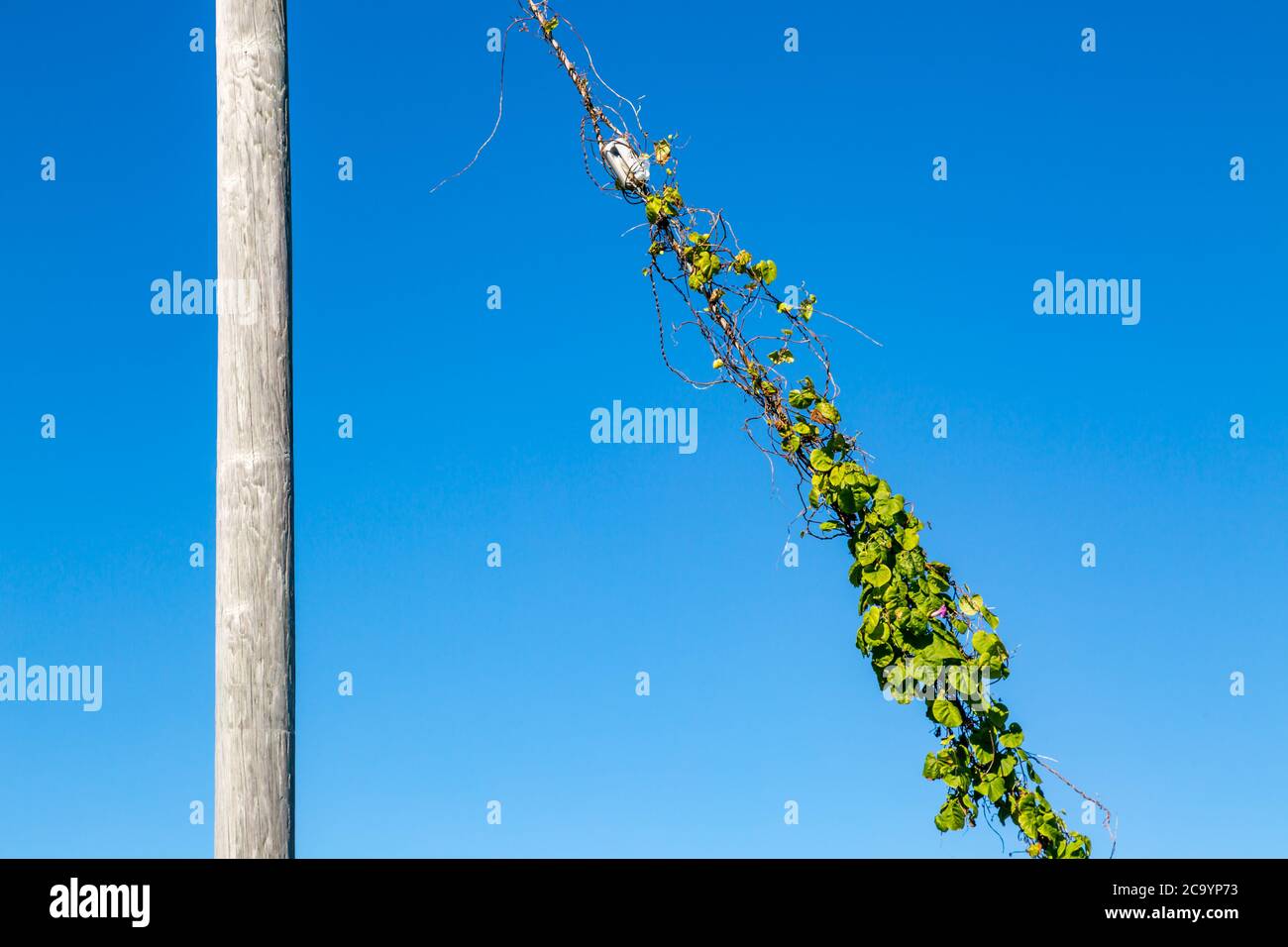 Ivy growing on wires from a telegraph pole, with a blue sky behind ...