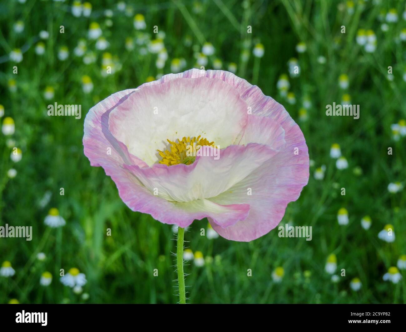 single poppy in a wild flower meadow Stock Photo - Alamy