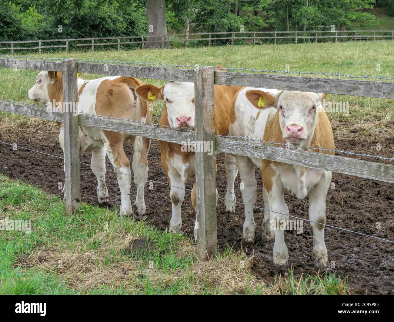 three calves standing by the fence Stock Photo - Alamy