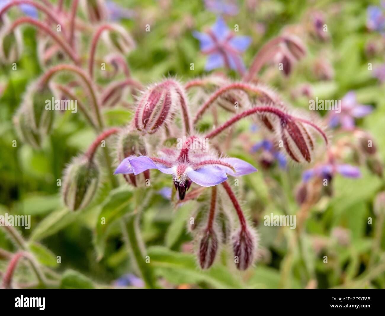 pretty star shaped flowers of borage Stock Photo - Alamy