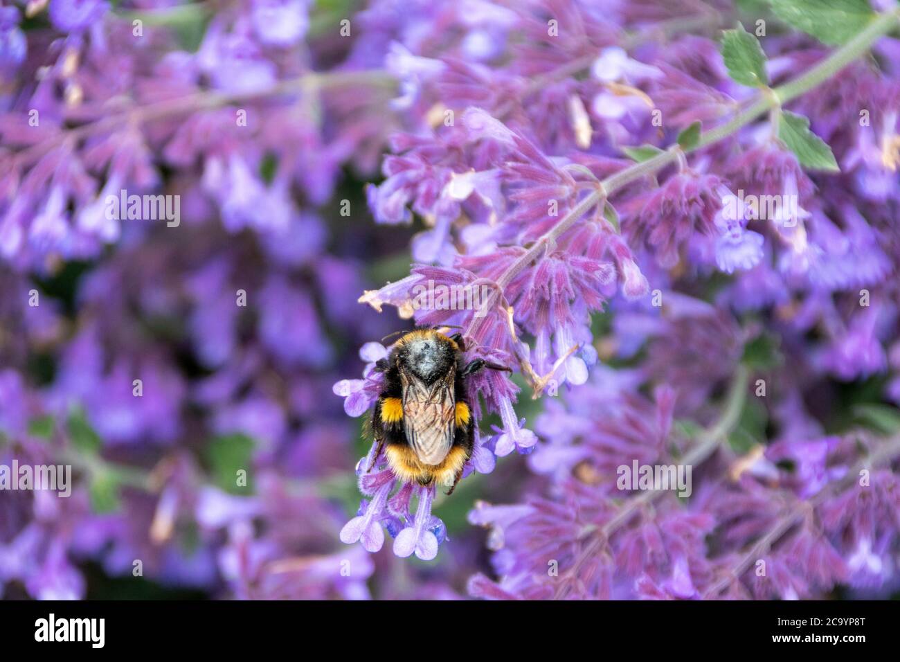 bumblebee extracting nectar from lavender Stock Photo - Alamy