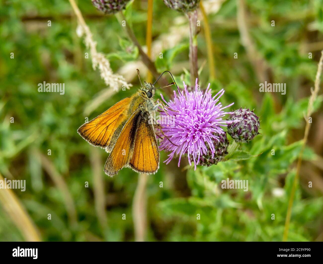 skipper butterfly collecting nectar from a thistle Stock Photo - Alamy