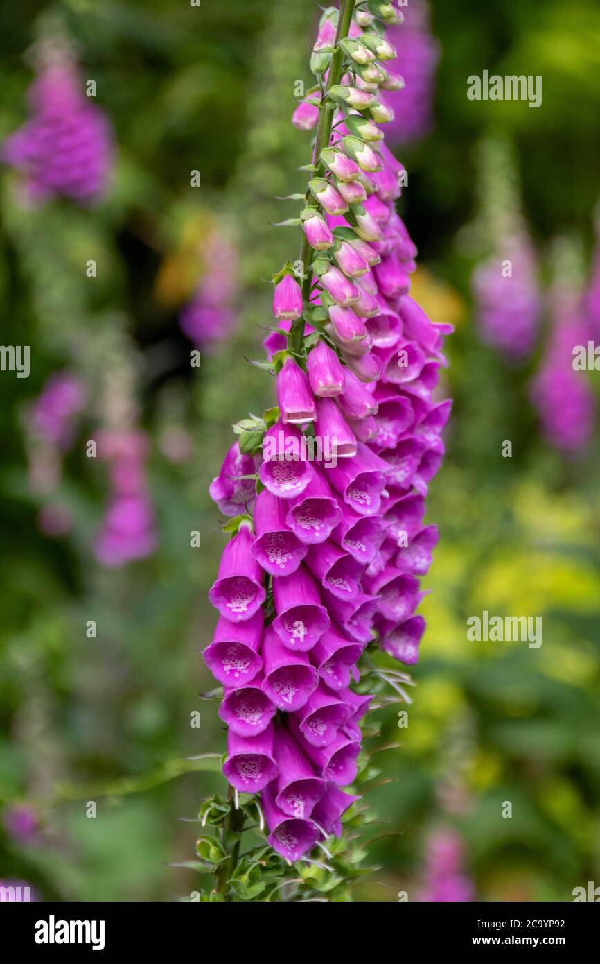 Foxglove stem background hi-res stock photography and images - Alamy