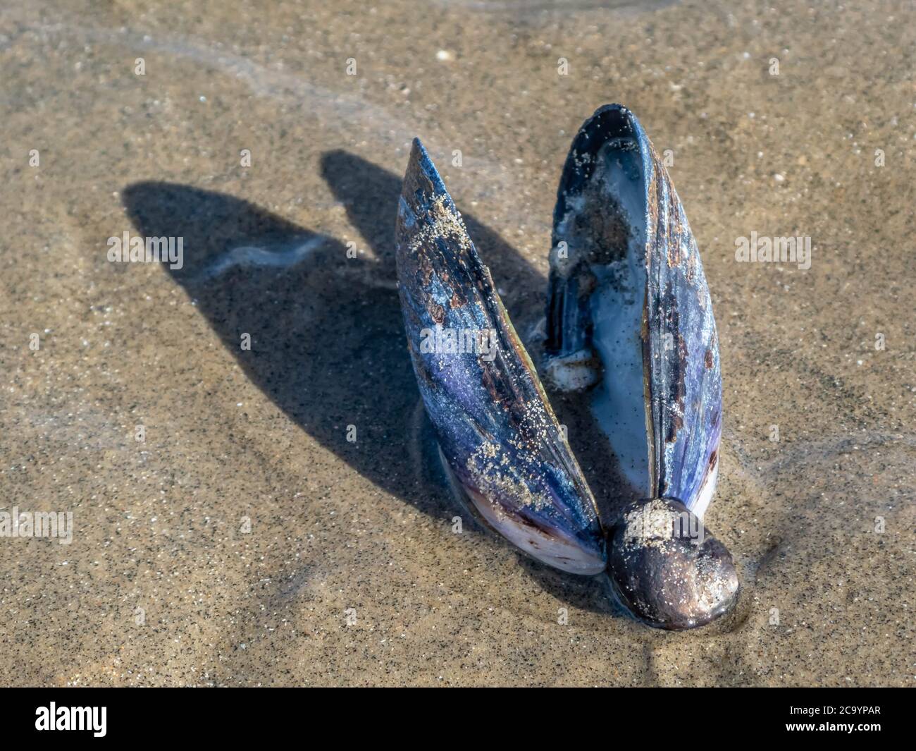 mussel shell on the beach Stock Photo - Alamy