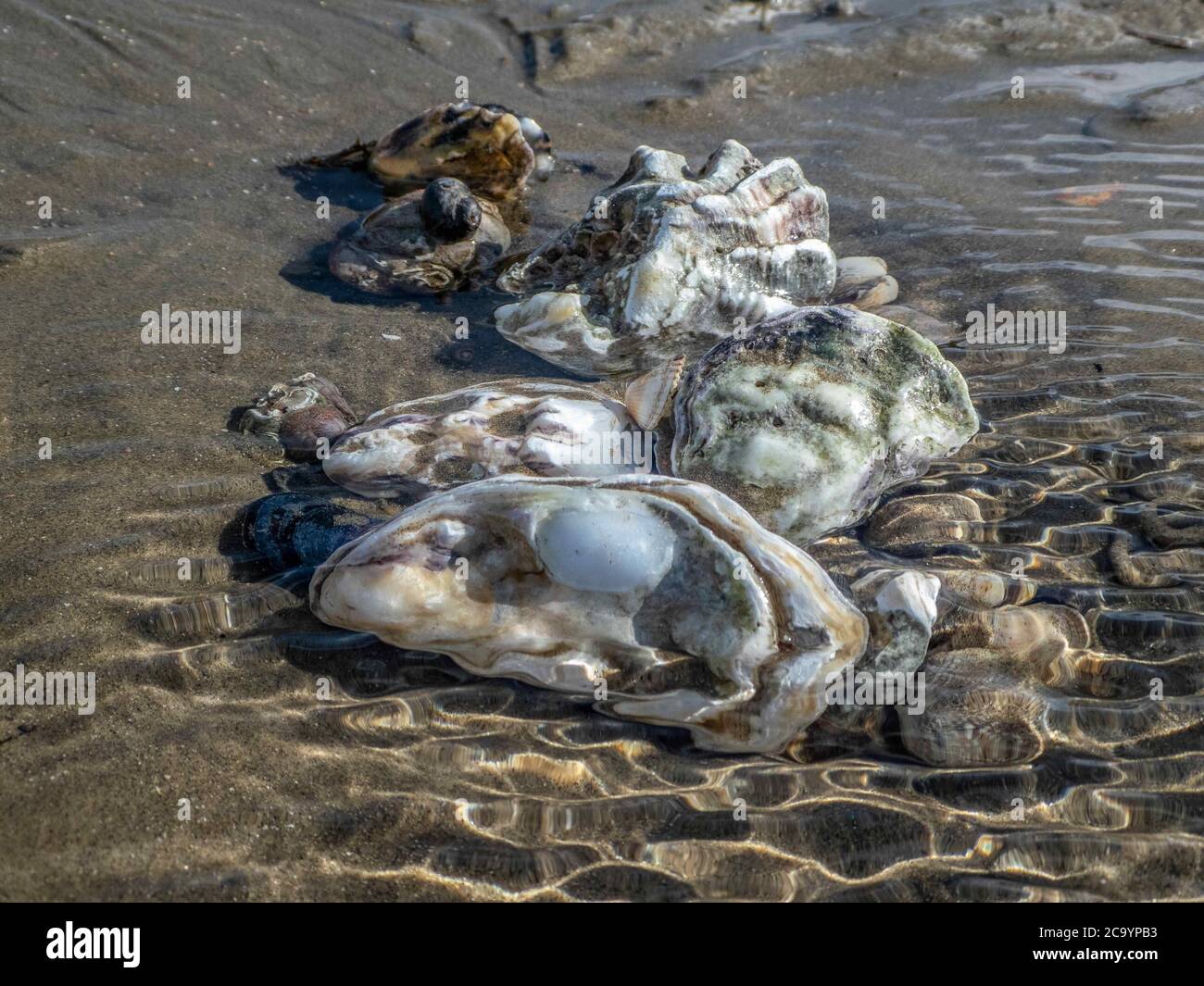 oyster shells on the beach Stock Photo - Alamy