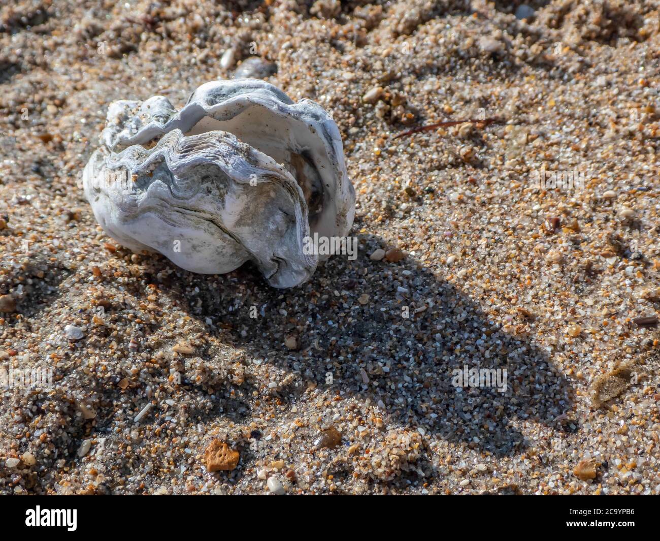 oyster shell on the beach Stock Photo - Alamy