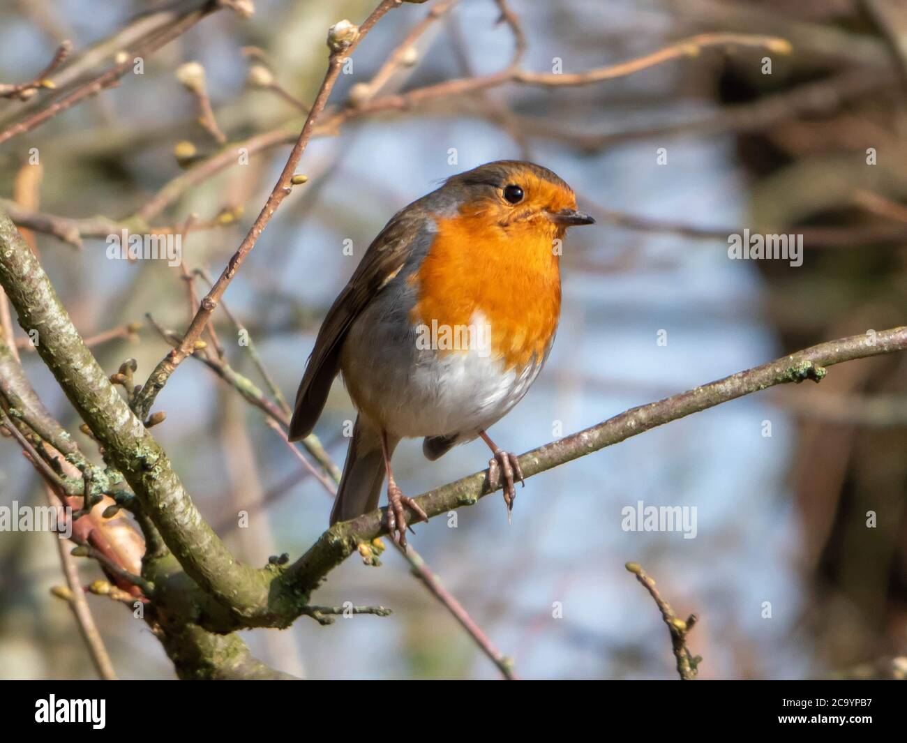 Pale brown underparts hi-res stock photography and images - Alamy