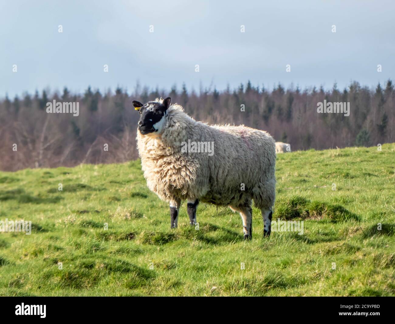 Sheep chewing cud hi-res stock photography and images - Alamy