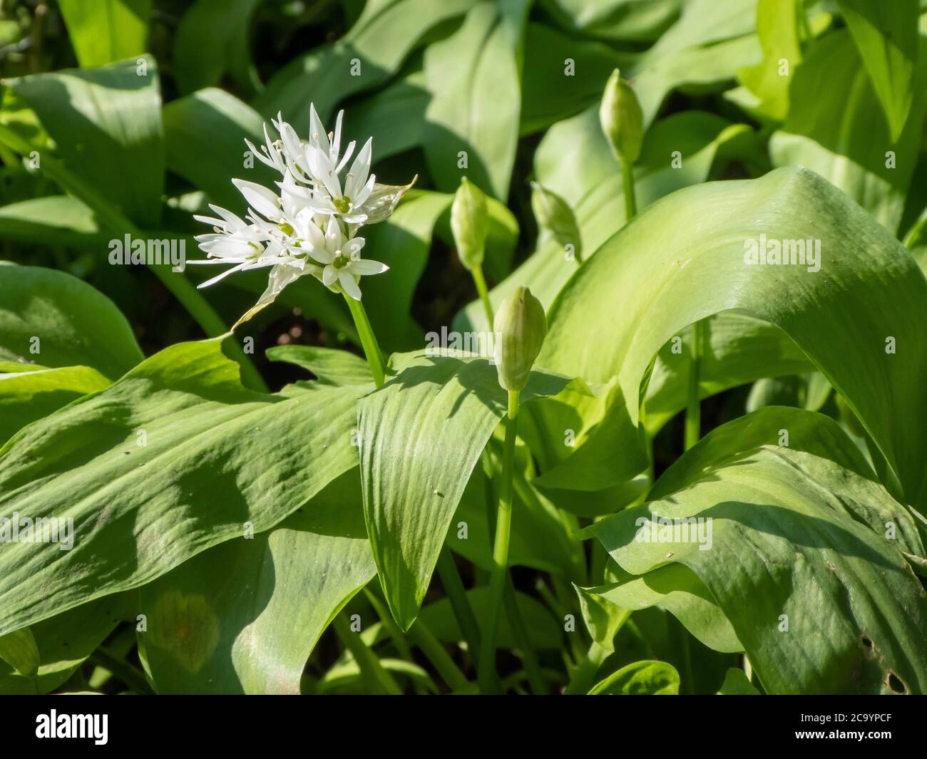 Beautiful cluster fresh garlic bulbs hi-res stock photography and ...