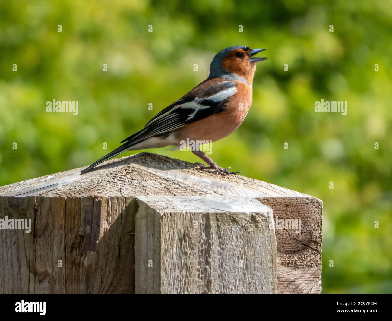 Chaffinch in leaves hi-res stock photography and images - Alamy