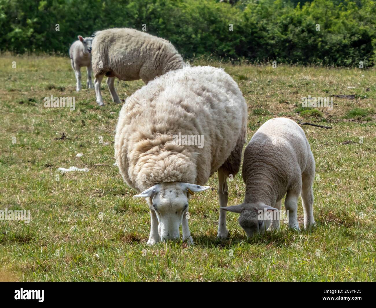 Sheep dairy hi-res stock photography and images - Alamy