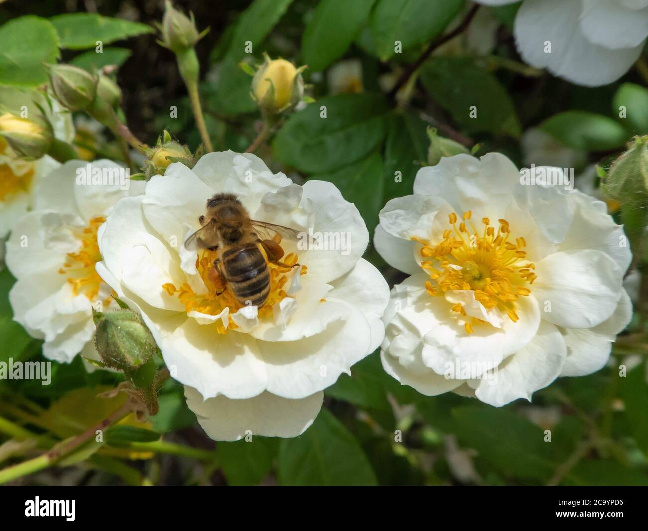 honey bee collecting pollen from rose Stock Photo - Alamy