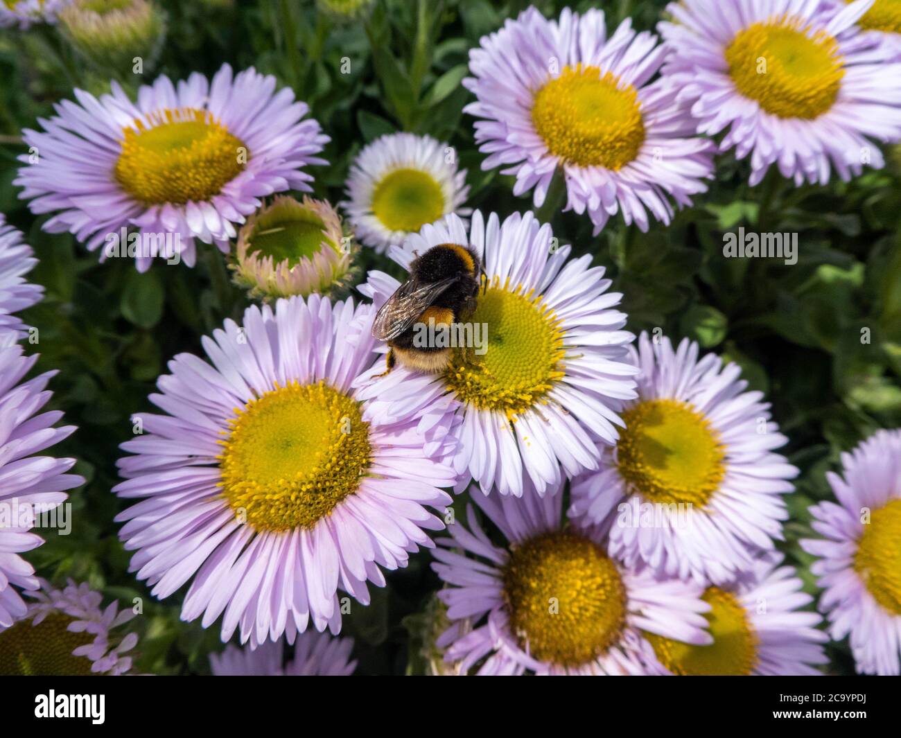 bumblebee collecting nectar from sea daisies Stock Photo - Alamy