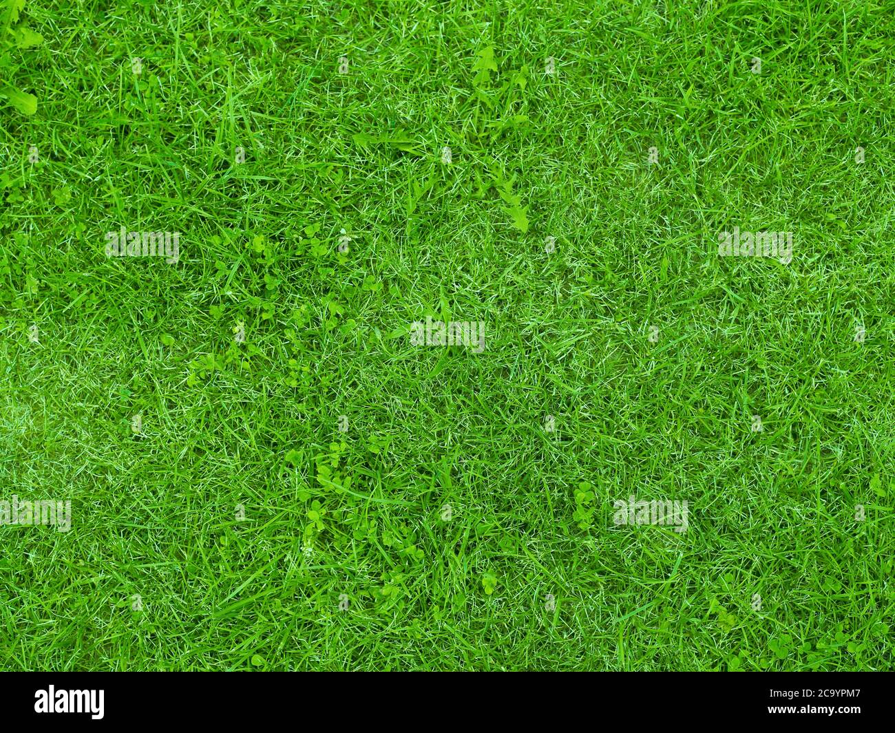 Fresh grass field Stock Photo - Alamy