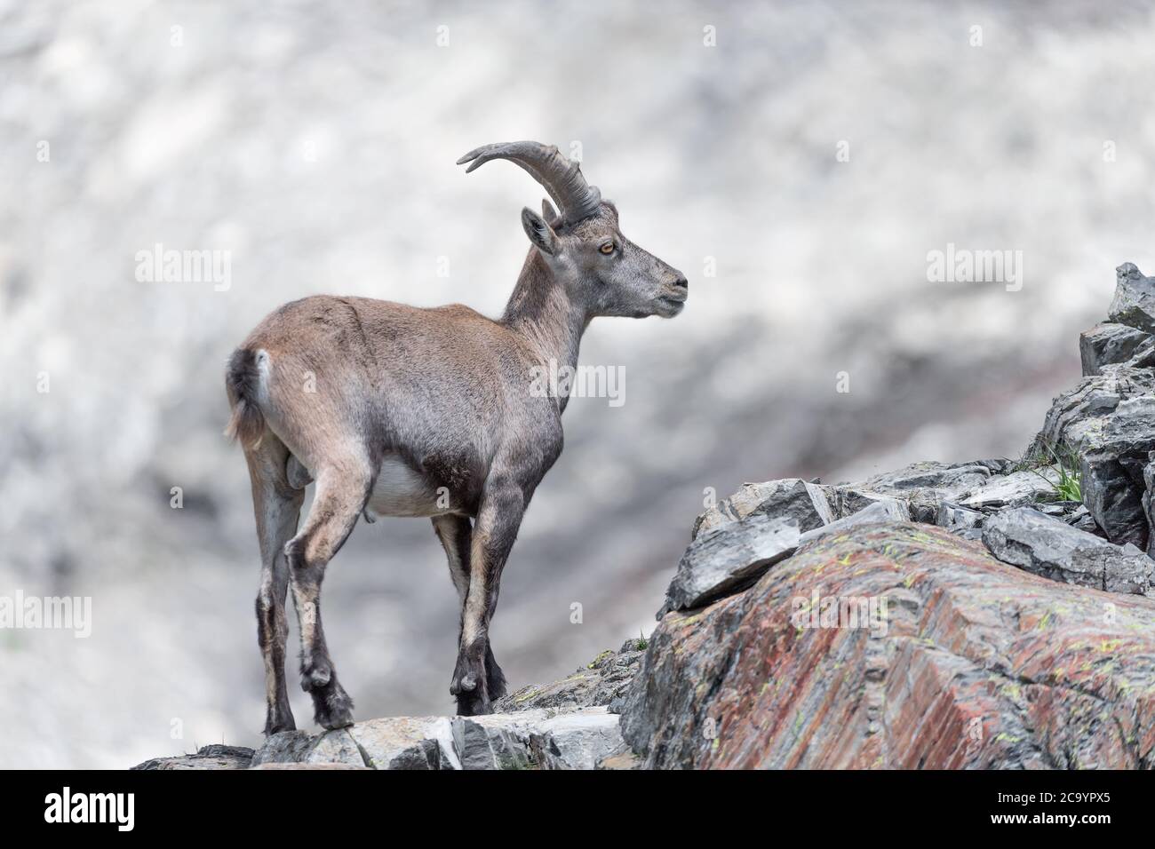 Ibex hunting hi-res stock photography and images - Alamy