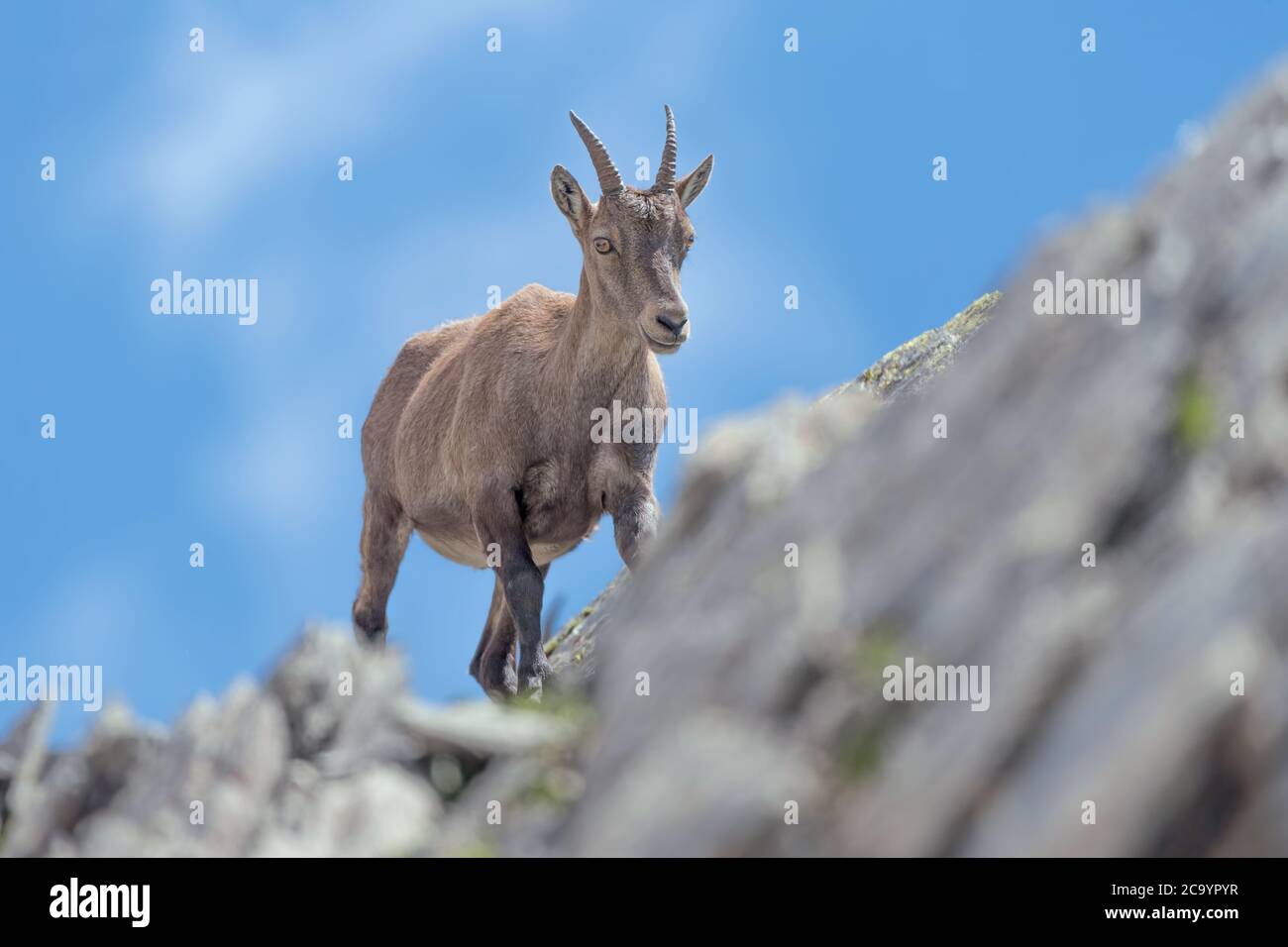 Female alpine ibex climbing hi-res stock photography and images - Alamy