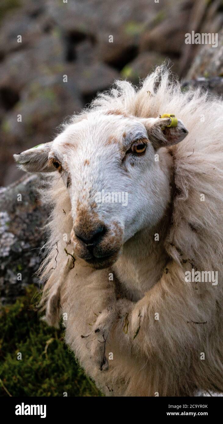 Mountain sheep pictures hi-res stock photography and images - Alamy