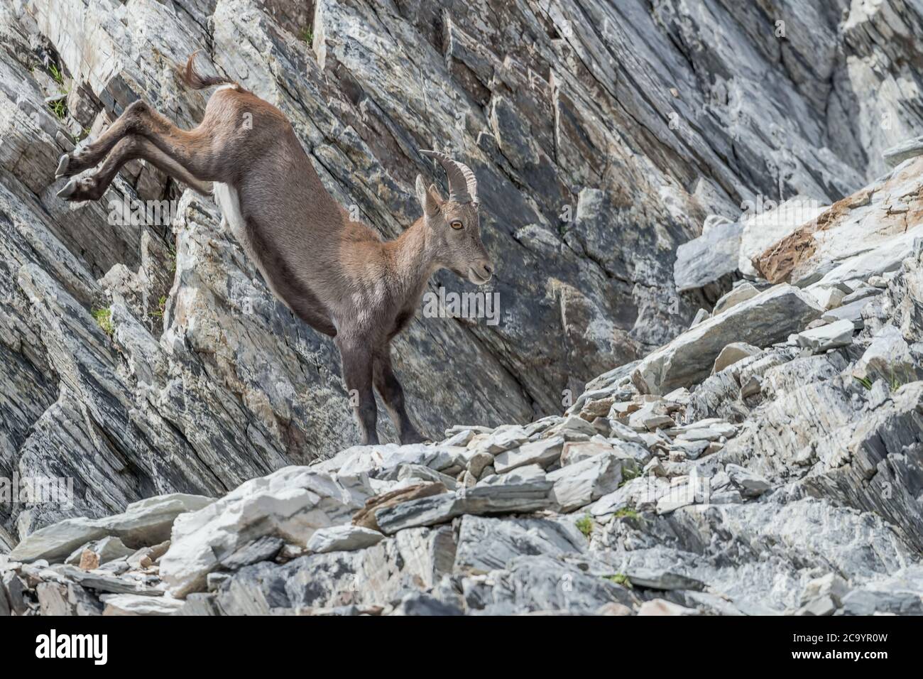 The jump, portrait of Alpine ibex female on extreme terrain (Capra ibex ...