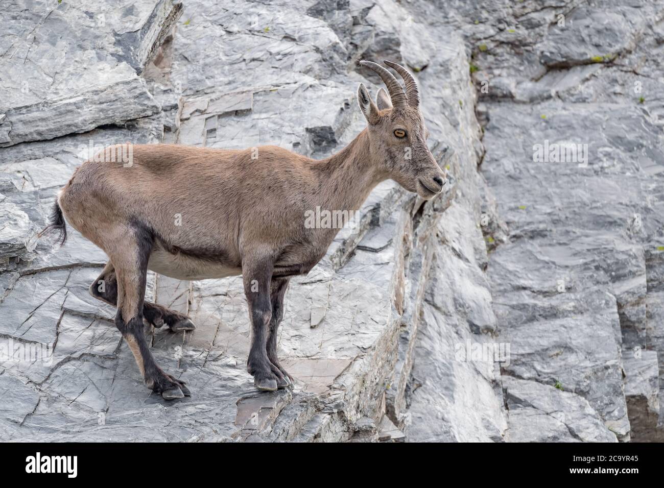 Cute female ibex hi-res stock photography and images - Alamy
